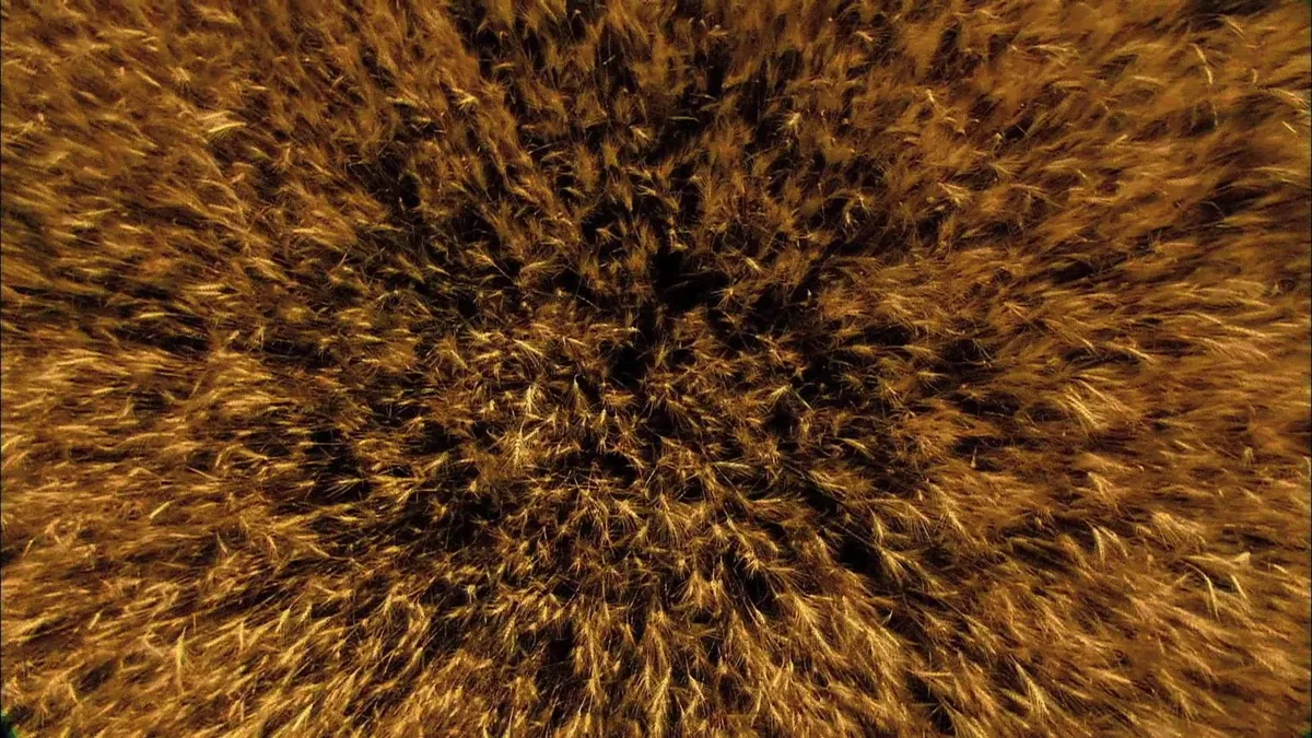 COFCO Logo & Brand Assets (SVG, PNG and vector) - Brandfetch