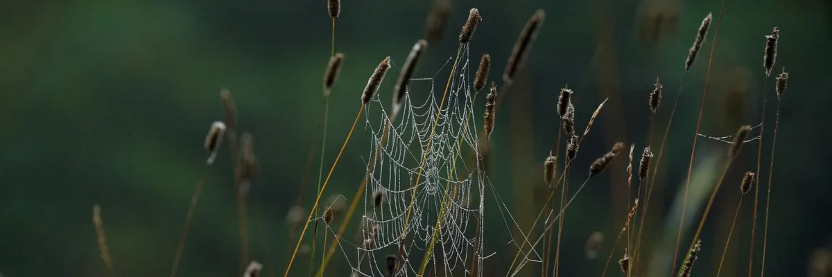 U.S. Fish and Wildlife Service Logo & Brand Assets (SVG, PNG and vector ...