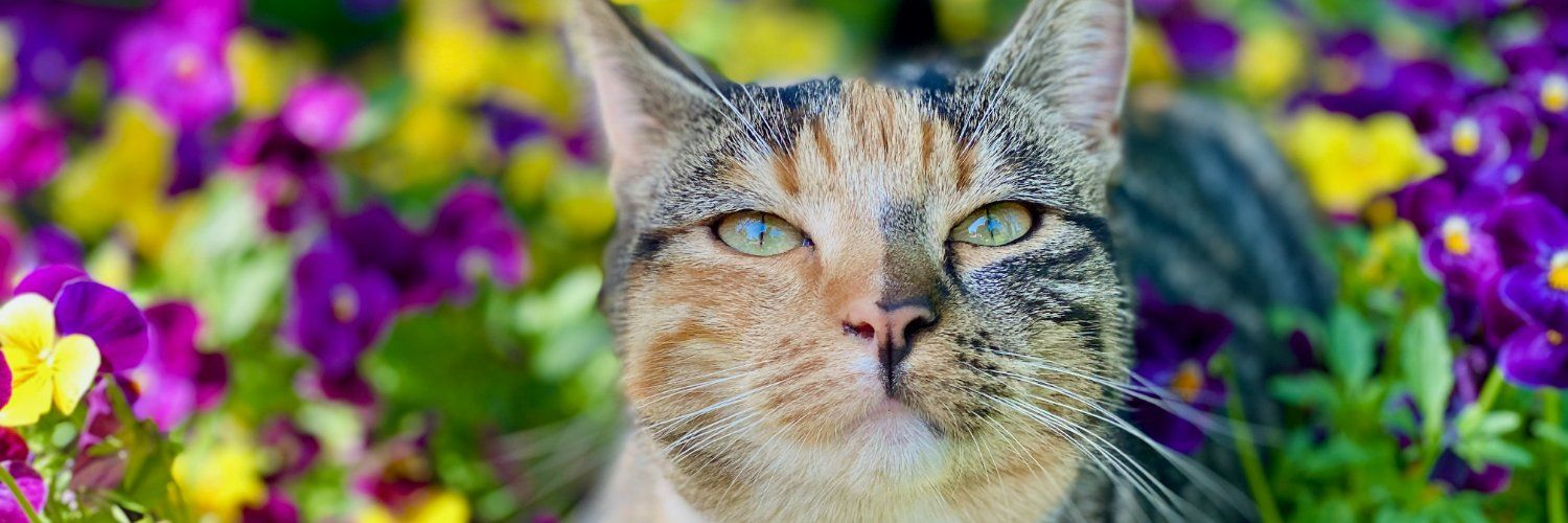 Cats Protection Logo & Brand Assets (SVG, PNG and vector) - Brandfetch