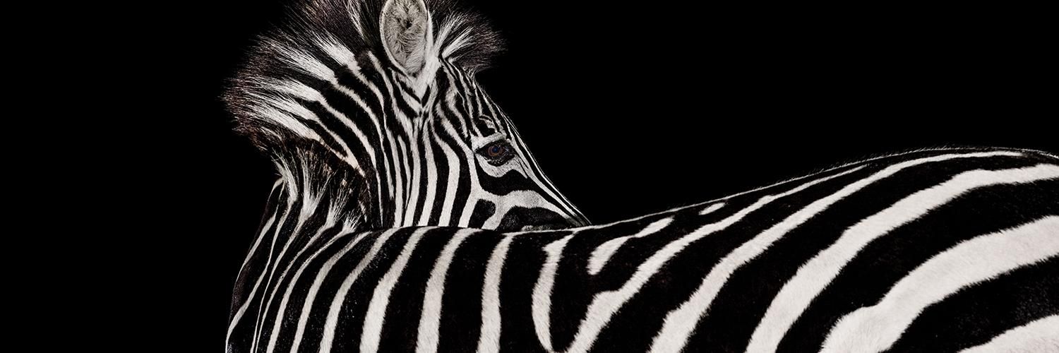 Investec Logo & Brand Assets (SVG, PNG and vector) - Brandfetch