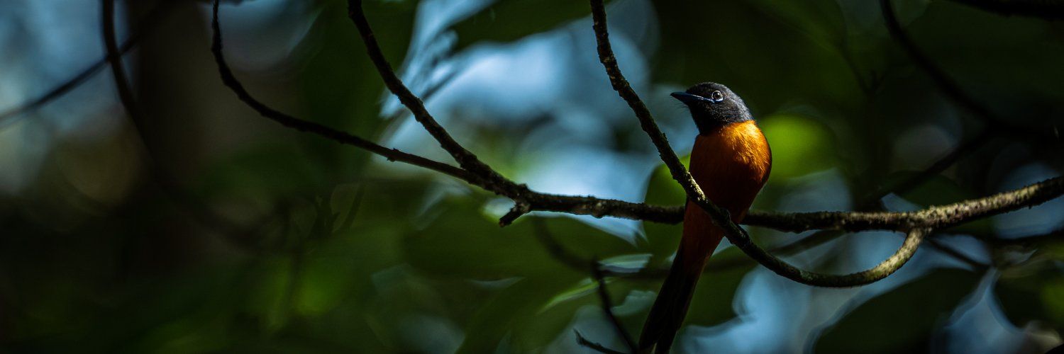 WCS Logo & Brand Assets (SVG, PNG and vector) - Brandfetch