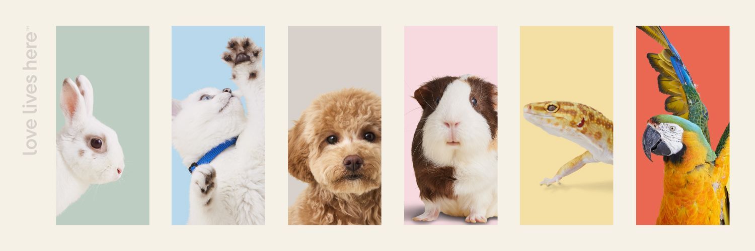 Pet Valu Logo & Brand Assets (SVG, PNG and vector) - Brandfetch