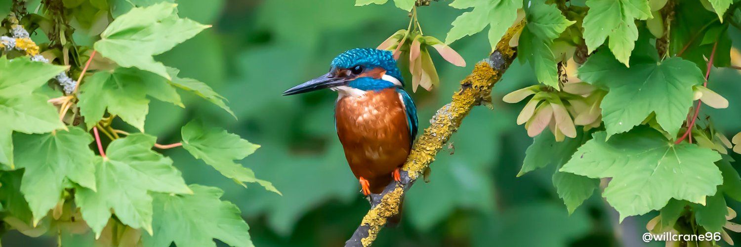 The RSPB Wildlife Charity Logo & Brand Assets (SVG, PNG and vector ...