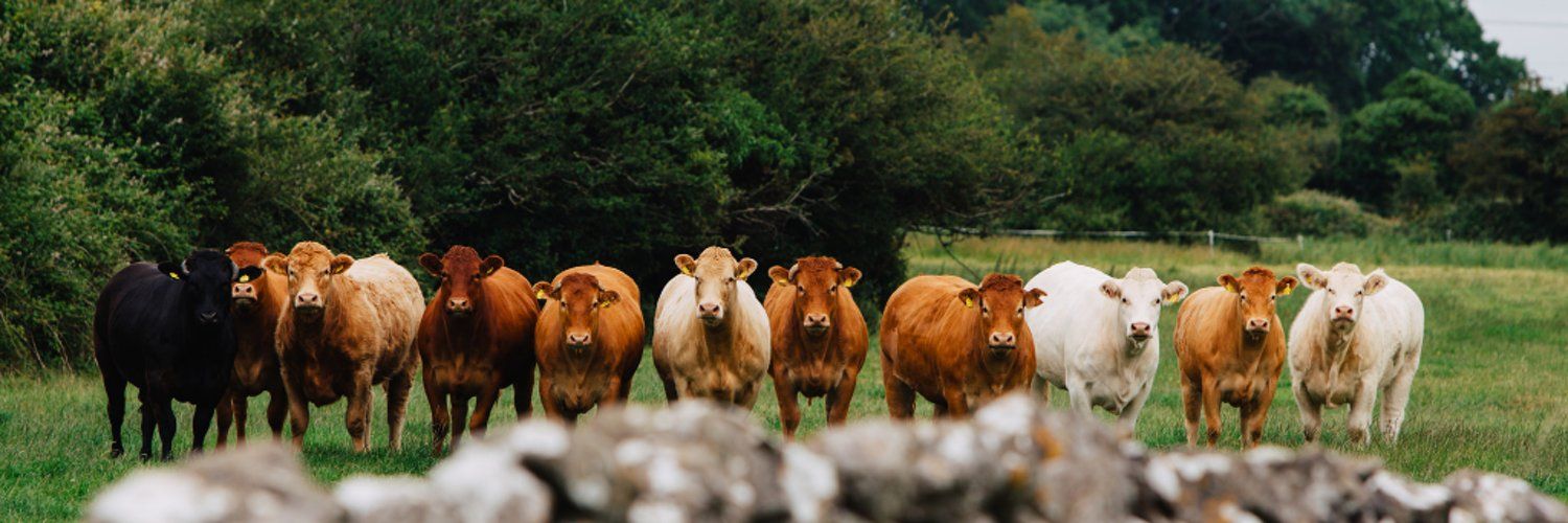 Bord Bia Logo & Brand Assets (SVG, PNG and vector) - Brandfetch