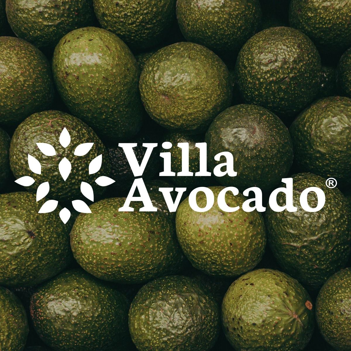 Villa Avocado Logo & Brand Assets (SVG, PNG and vector) - Brandfetch