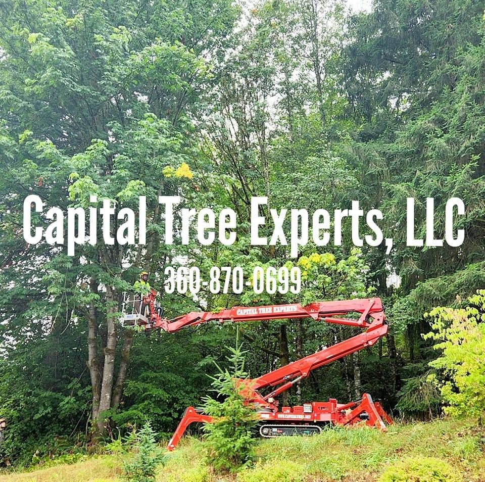 Capital Tree Logo & Brand Assets (SVG, PNG and vector) - Brandfetch