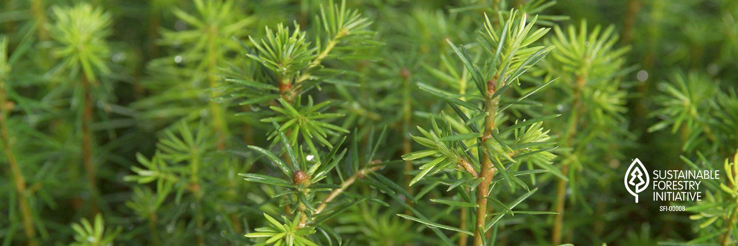 Weyerhaeuser Logo & Brand Assets (SVG, PNG and vector) - Brandfetch