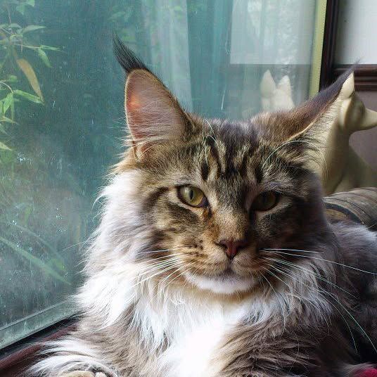 White Fox Maine Coons Logo & Brand Assets (SVG, PNG and vector ...