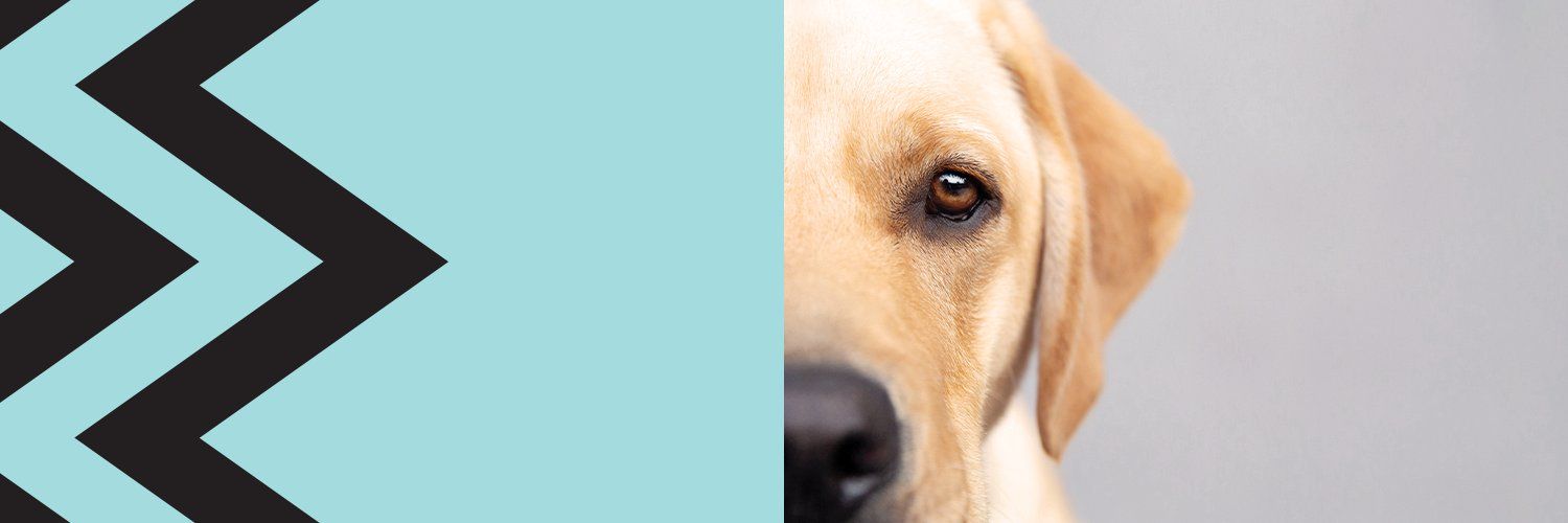 Guide Dogs Australia Logo & Brand Assets (SVG, PNG and vector) - Brandfetch