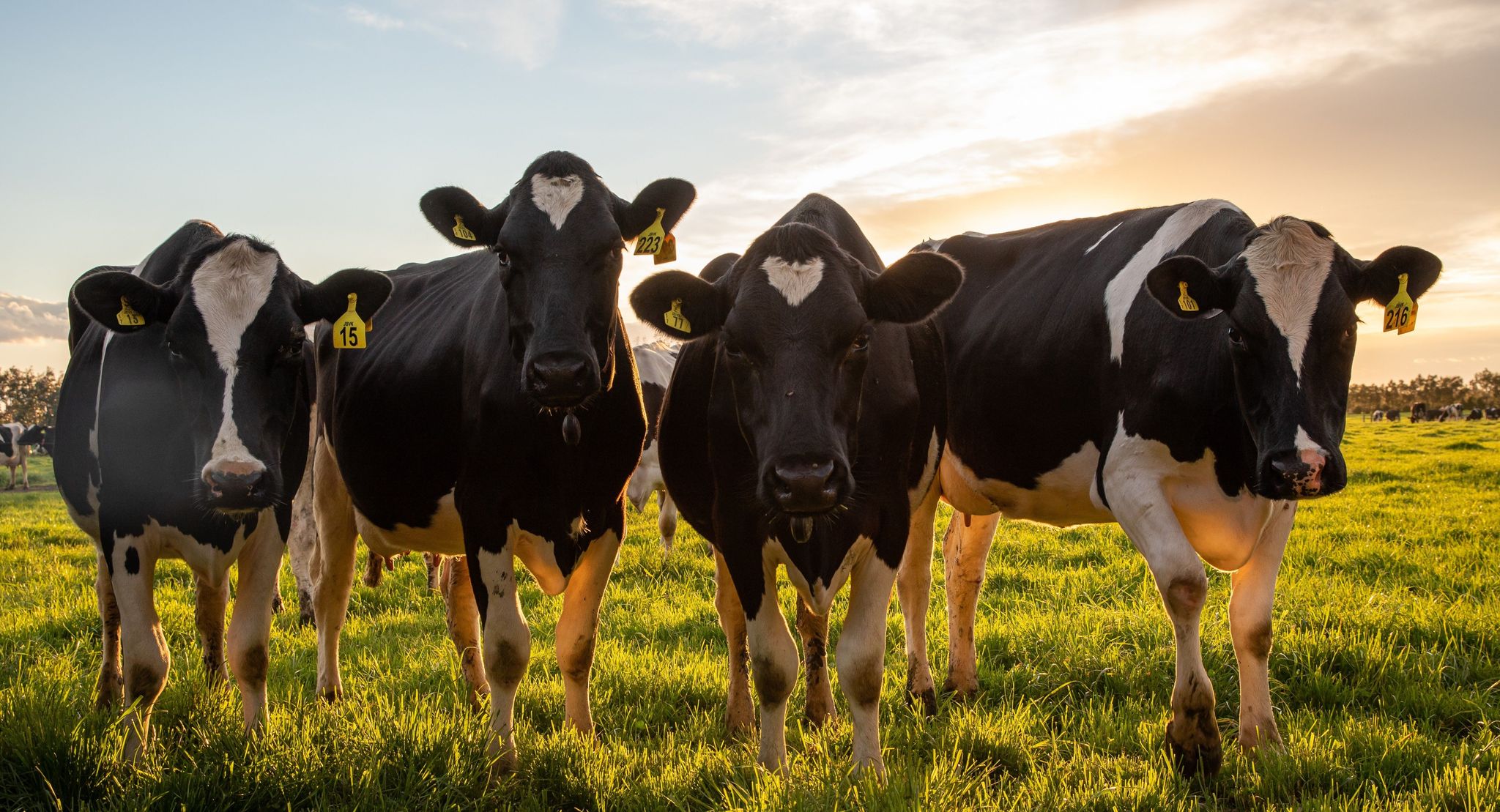 Lely Logo & Brand Assets (SVG, PNG and vector) - Brandfetch