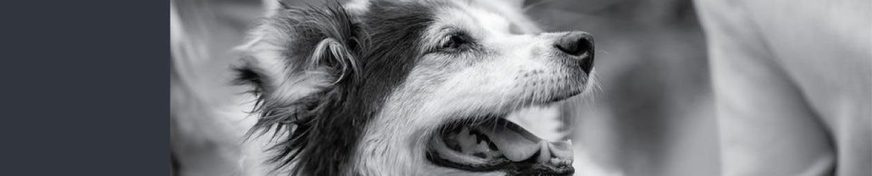 IDEXX Logo & Brand Assets (SVG, PNG and vector) - Brandfetch