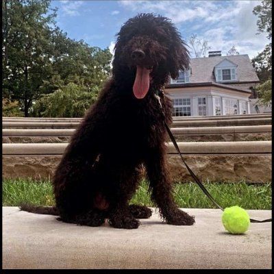 Pet Fetch Logo & Brand Assets (SVG, PNG and vector) - Brandfetch