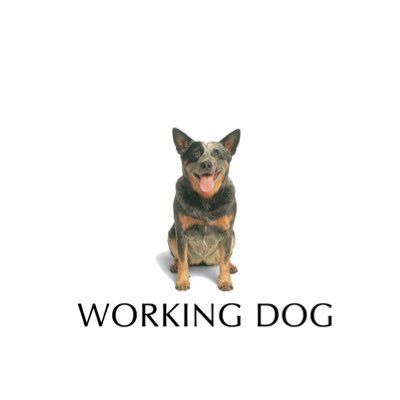 Working Dog Logo & Brand Assets (SVG, PNG and vector) - Brandfetch