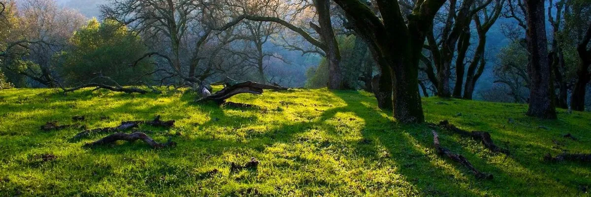 · iNaturalist Logo & Brand Assets (SVG, PNG and vector) - Brandfetch