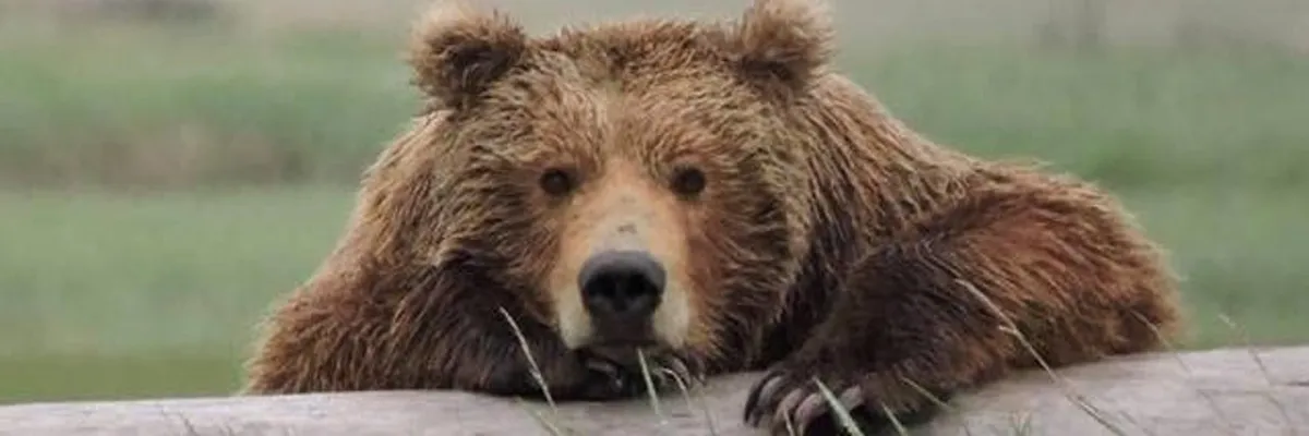 National Park Service Logo & Brand Assets (SVG, PNG and vector ...