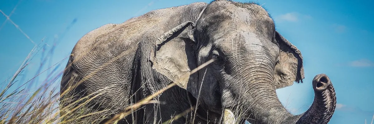 PostgreSQL Logo & Brand Assets (SVG, PNG and vector) - Brandfetch