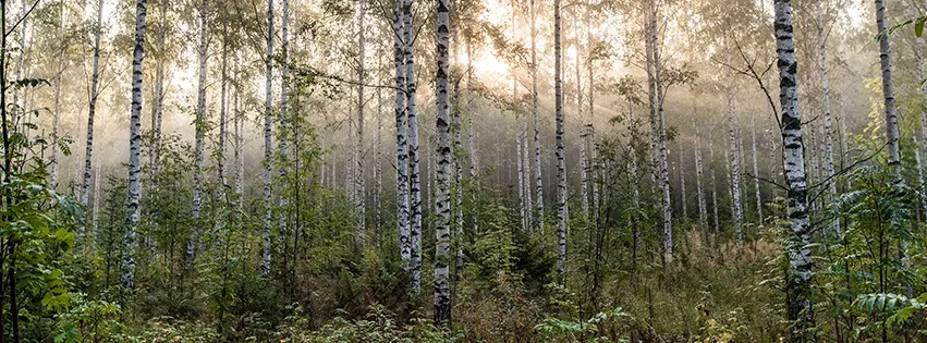 Stora Enso Logo & Brand Assets (SVG, PNG and vector) - Brandfetch