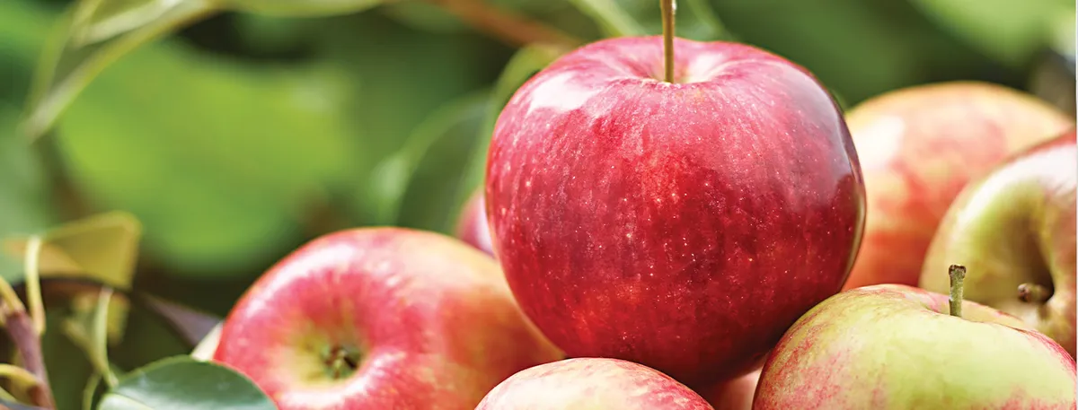 Wegmans Food Markets Logo & Brand Assets (SVG, PNG and vector) - Brandfetch