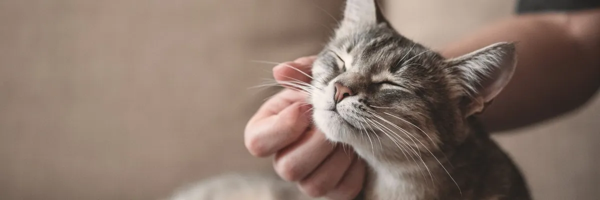 Zoetis Logo & Brand Assets (SVG, PNG and vector) - Brandfetch